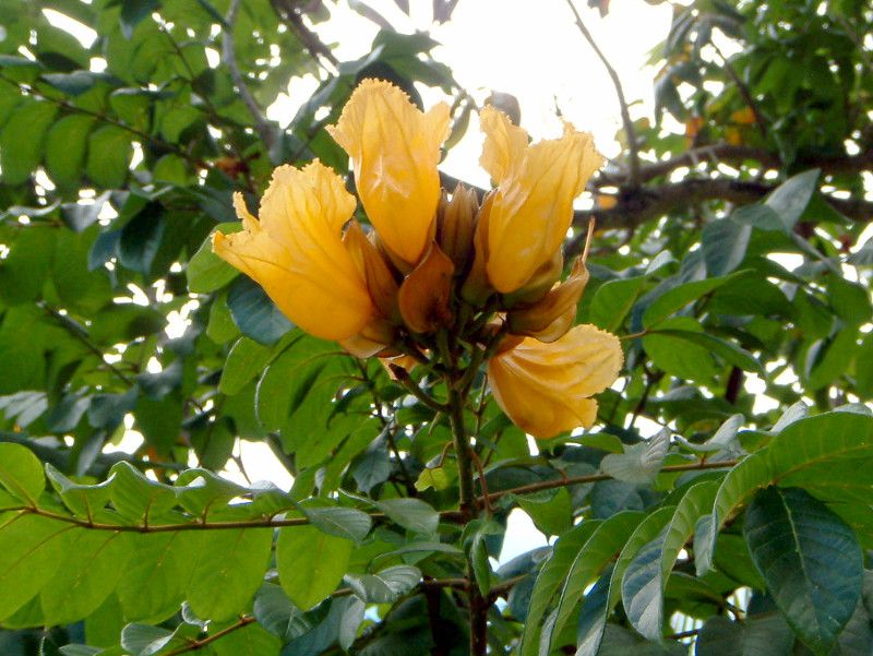 カウアイ島（Guava Kai Plantation、2004年8月16日）【かぎけんWEB】