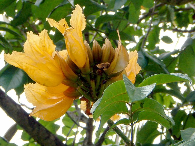 カウアイ島（Guava Kai Plantation、2004年8月16日）【かぎけんWEB】