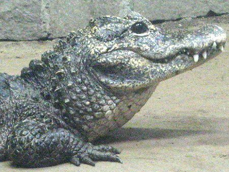 ヨウスコウワニ(揚子江鰐)【かぎけんWEB】 ヨウスコウワニ(揚子江鰐)【かぎけんWEB】