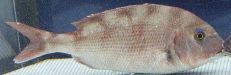 マダイ(真鯛)【かぎけんWEB】