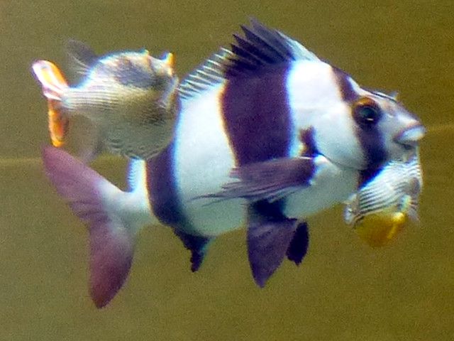 マグパイパーチ（Magpie perch）【かぎけんWEB】