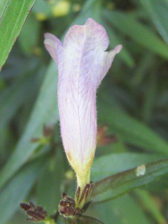 ストロビランテス・アニソフィルス（storobirannthesu anisophyllus）【かぎけんWEB】