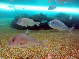 マダイ(真鯛)【かぎけんWEB】