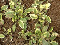 花博の花#174 シンフィツム 'ゴールドスミス'(Symphytum 'Goldsmith') 2004年4月【かぎけんWEB】