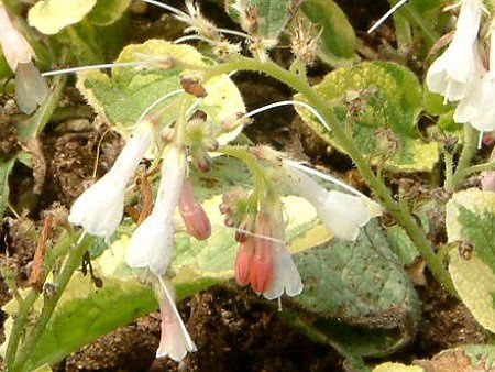 コンフリー(Comfrey)【かぎけんWEB】