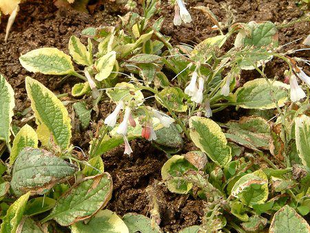 コンフリー(Comfrey)【かぎけんWEB】