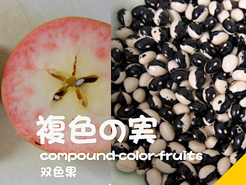 compound-color-fruits | Flower Database